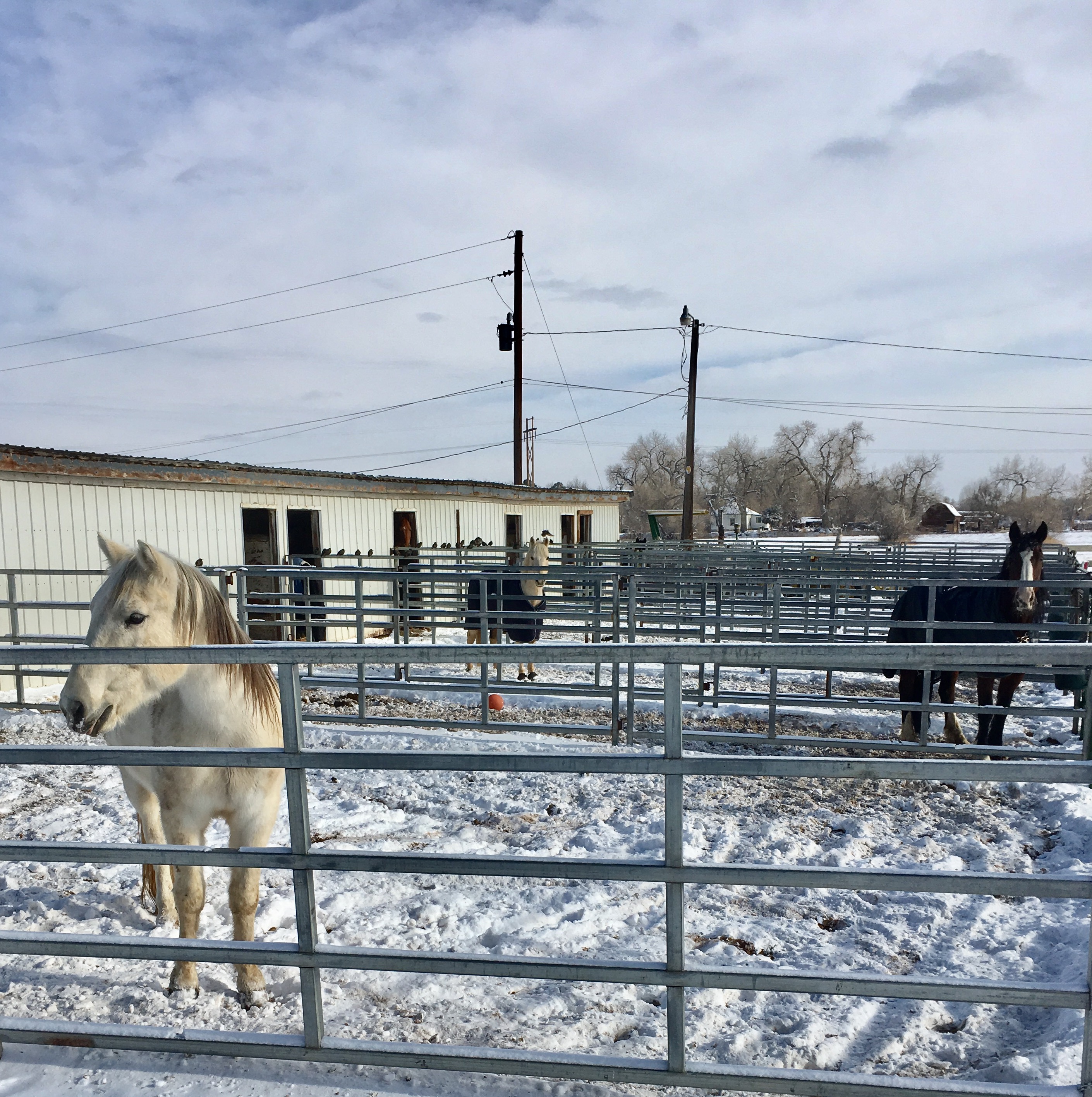 Boarding – Carlisle Equestrian Center